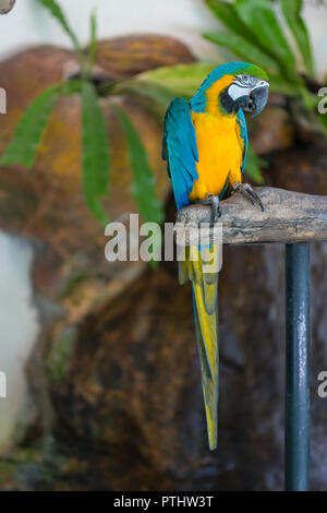 The court parrot ,colorful parrot ,beautiful parrots,sun conure Stock ...