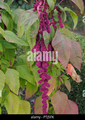 Foxtail Amaranth (Amaranthus caudatus), flowering, Middle Franconia ...