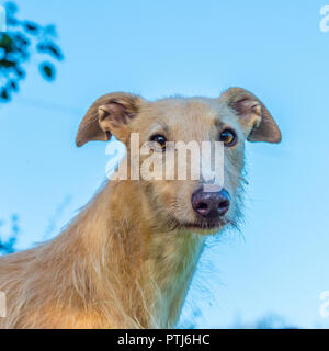 Portrait of a pet (female Lurcher) dog in the UK Stock Photo - Alamy
