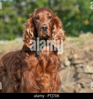 Beautiful happy irish setter old pet dog lying in the grass Stock Photo ...