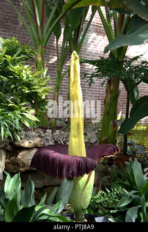 Rare Amorphophallus titanum, corpse flower, blooming in greenhouse ...
