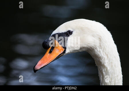 Outside photo of swan bird close-up Stock Photo - Alamy