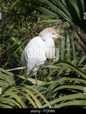 Cattle Egret bird perch on foliage and enjoying the sun Stock Photo - Alamy