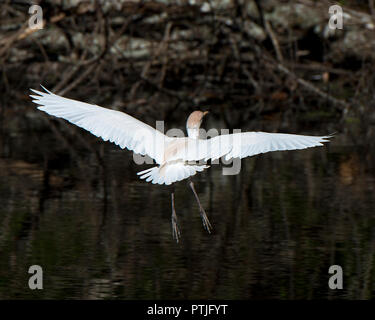 A Cattle egret flying over a water Stock Photo - Alamy