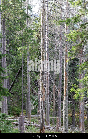 Forest destruction by acid rain. View of woodland devastated by the ...