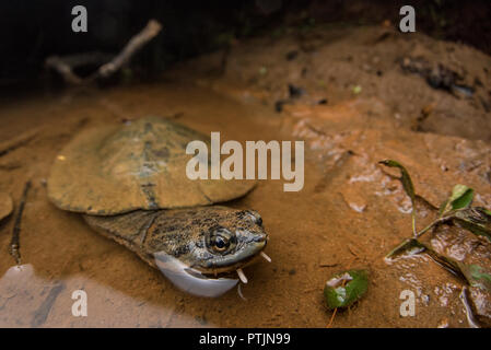 Geoffroys Toadhead Turtle (Phrynops geoffroanus Stock Photo - Alamy