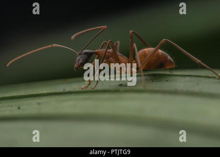 A species of carpenter ant (Camponotus atriceps) from the amazon ...