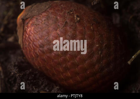 Aguaje palm fruit (Mauritia flexuosa) in the Amazon rainforest in ...