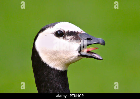 Beautiful photo of a screaming swan Stock Photo - Alamy