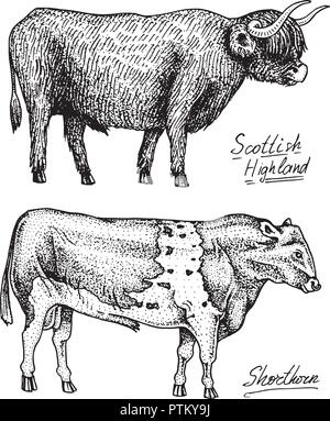 Farm cattle bulls and cows. Different breeds of domestic animals ...