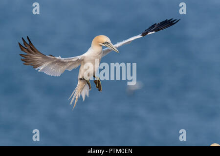 Northern gannet (Morus bassanus) approaching, Heligoland, Schleswig ...