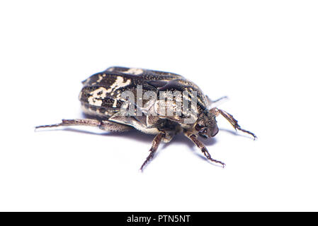 Mango flower beetle (Protaetia acuminata) isolated on white background ...