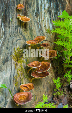 Bracket fungus, Polypores, fungi, morphological group, basidiomycetes ...