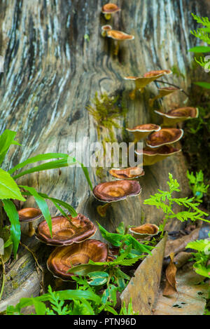 Bracket fungus, Polypores, fungi, morphological group, basidiomycetes ...