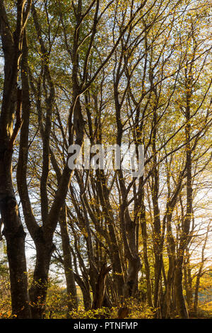 sunset in a park, light filtering through the trees, latin america ...