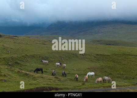 Wild native ponies on Island of Rum, Inner Hebrides Stock Photo - Alamy