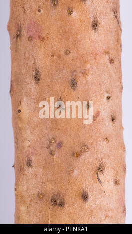 Closeup of yam, texture Stock Photo - Alamy