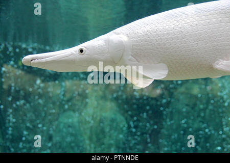 An alligator gar in a aquarium in Singapore Stock Photo - Alamy