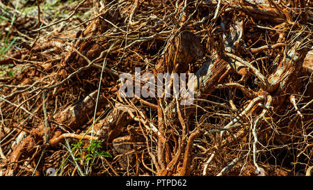 dried roots together Stock Photo - Alamy