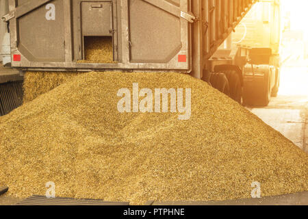A truck unloads grain at a grain storage and processing plant, a grain ...