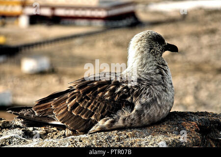 Baby Skua (Stercorariidae), Antarctica Stock Photo - Alamy