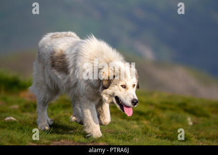 A white Laika dog on a trail in a park Stock Photo - Alamy