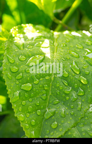 Tea Leaves With Morning Drew Drop Stock Photo - Alamy