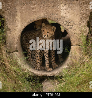 Cheetah cub standing in pipe beside another Stock Photo - Alamy