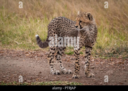 Cheetah cub stands turning head on grass Stock Photo - Alamy