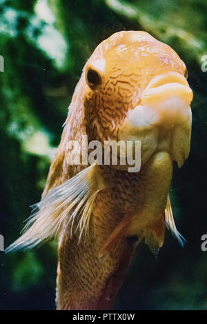 Orange Pomacentridae fish in the aquarium, Close up Stock Photo - Alamy