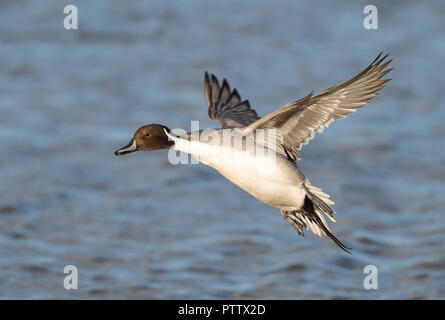 PINTAIL LANDING ON WATER Stock Photo - Alamy