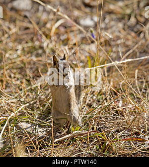 Chipmunk standing on hind legs on rock, side view Stock Photo - Alamy