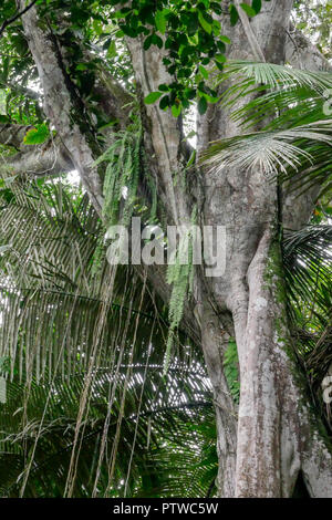 Amazon National Park, Peru. Ficus tree with buttress roots in the ...