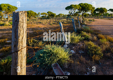 Collapsed wire fence at Koonalda Homestead Old Eyre Highway, Nullarbor ...