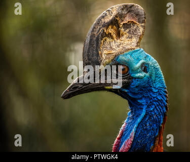 The *Casuarius casuarius*, also known as the Southern Cassowary, is a ...
