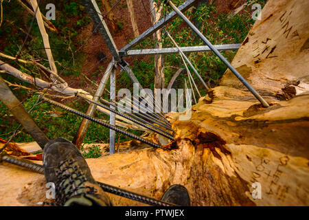 Climbing the ladder of Gloucester Tree, climbing, Bruma rd, Pemberton ...