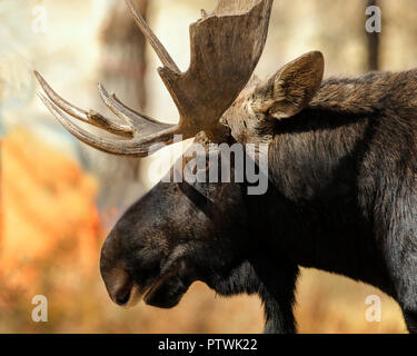 big moose with mighty antlers Stock Photo - Alamy