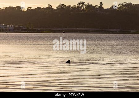 A Dolphin in Swan River with the Skyline of Perth. View from South ...