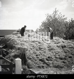 1950s, historical, British farming, two pigs outdoors in a field eating ...