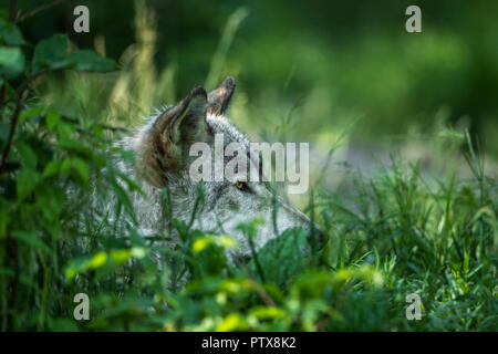 Grey Wolf laying down in the snow beside a tree trunk Stock Photo - Alamy