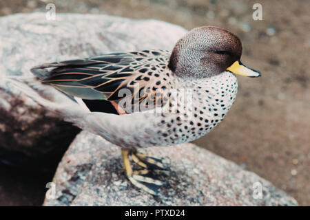 Portrait of a Silver Teal duck Stock Photo - Alamy