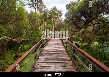 Swamp Paperbark trees (Melaleuca rhaphiophylla) growing in wetlands ...