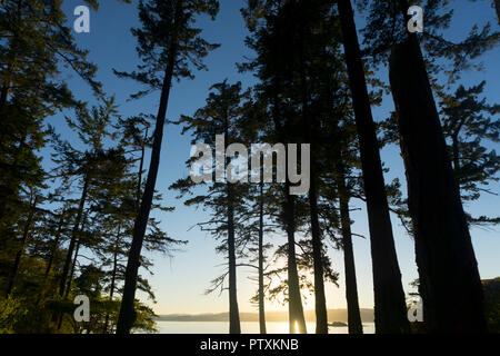 Beautiful sunset seen through trees Stock Photo - Alamy