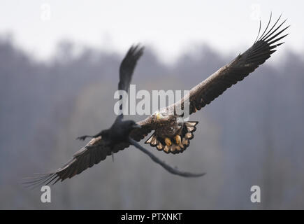 White-tailed Eagle chasing a raven in a mid air flight for food Stock ...