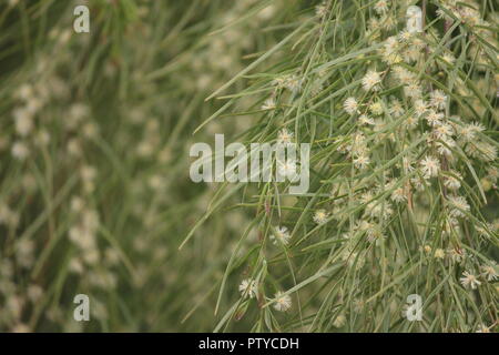 Acacia cognata Limelight River Wattle Stock Photo - Alamy