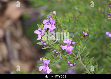 Australian bugle, or ajuga australias at National Botanical Gardens ...