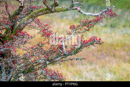 Hawthorn Berries. Ripe Hawthorn berries on tree with fruit and leaves ...