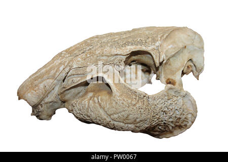 Lowland Paca Cuniculus paca Skull Stock Photo - Alamy