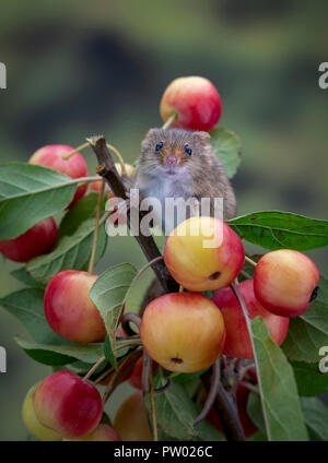 mouse on branch Stock Photo - Alamy