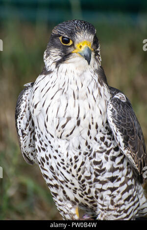 Hybrid Gyr-peregrine falcon portrait Stock Photo - Alamy